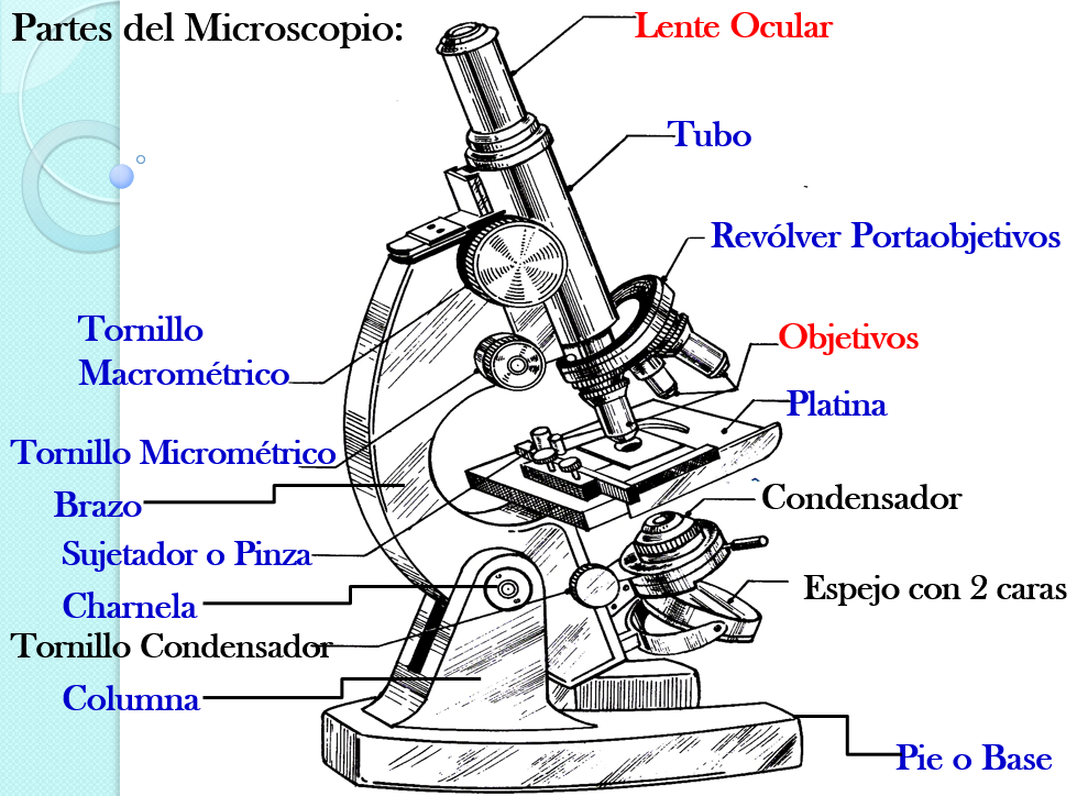 El microscopio
